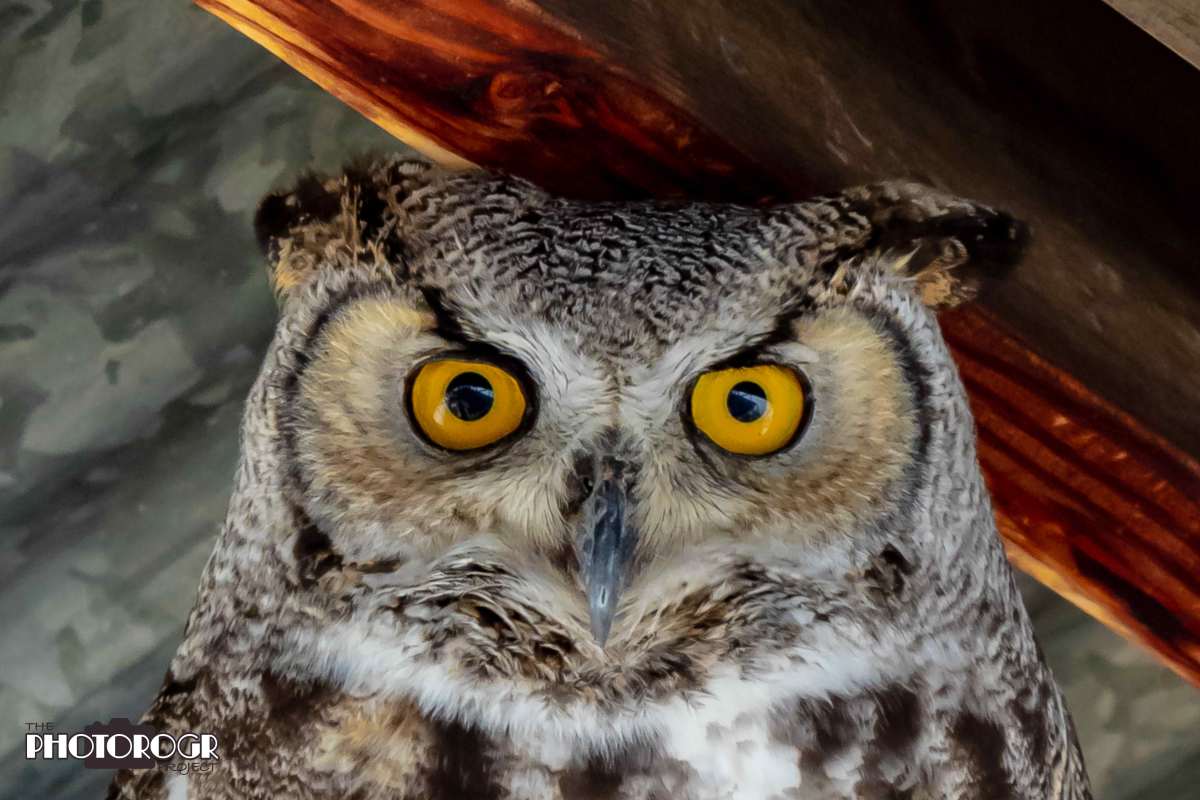 Raptor Portraits continued… | The PHOTOROGR Project